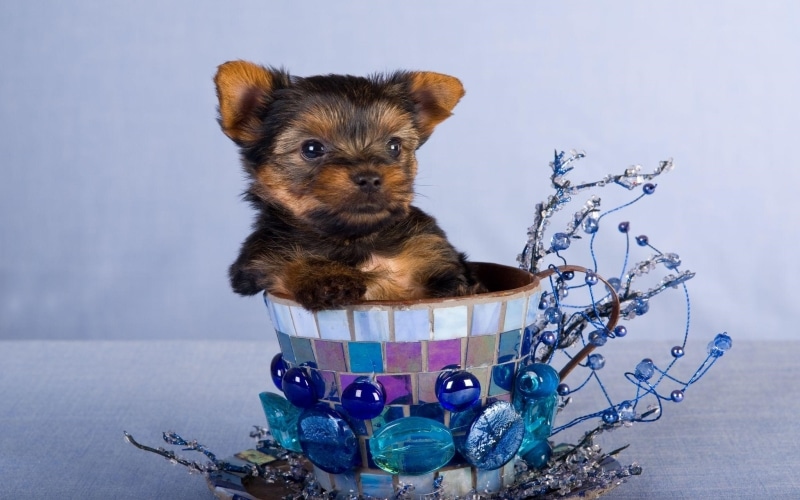 Teacup Yorkie vs. Standard Yorkie: What’s the Difference?
