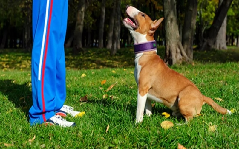 Top Tips for Raising a Well-Behaved Dog